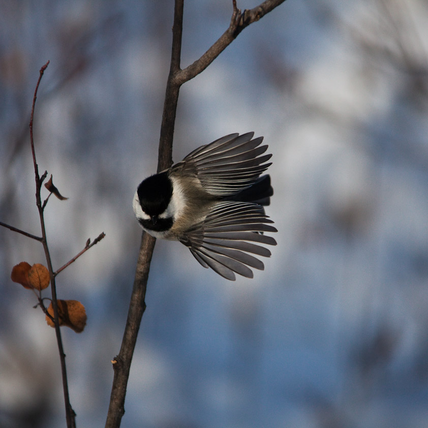Chickadees taking flight :: Photography Journal by Jonathan DeMoor ...