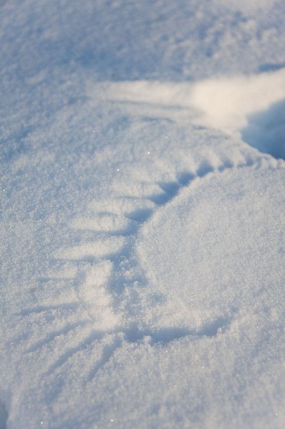 Magpie tracks in fresh snow :: Photography Journal by Jonathan DeMoor ...